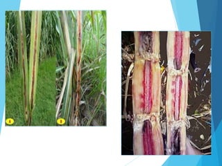 Diseases of sugarcane and their management | PPTX