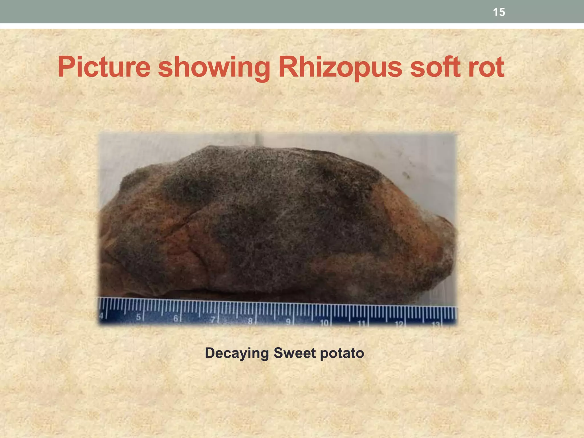 Diseases of sweet potatoes | PPTX