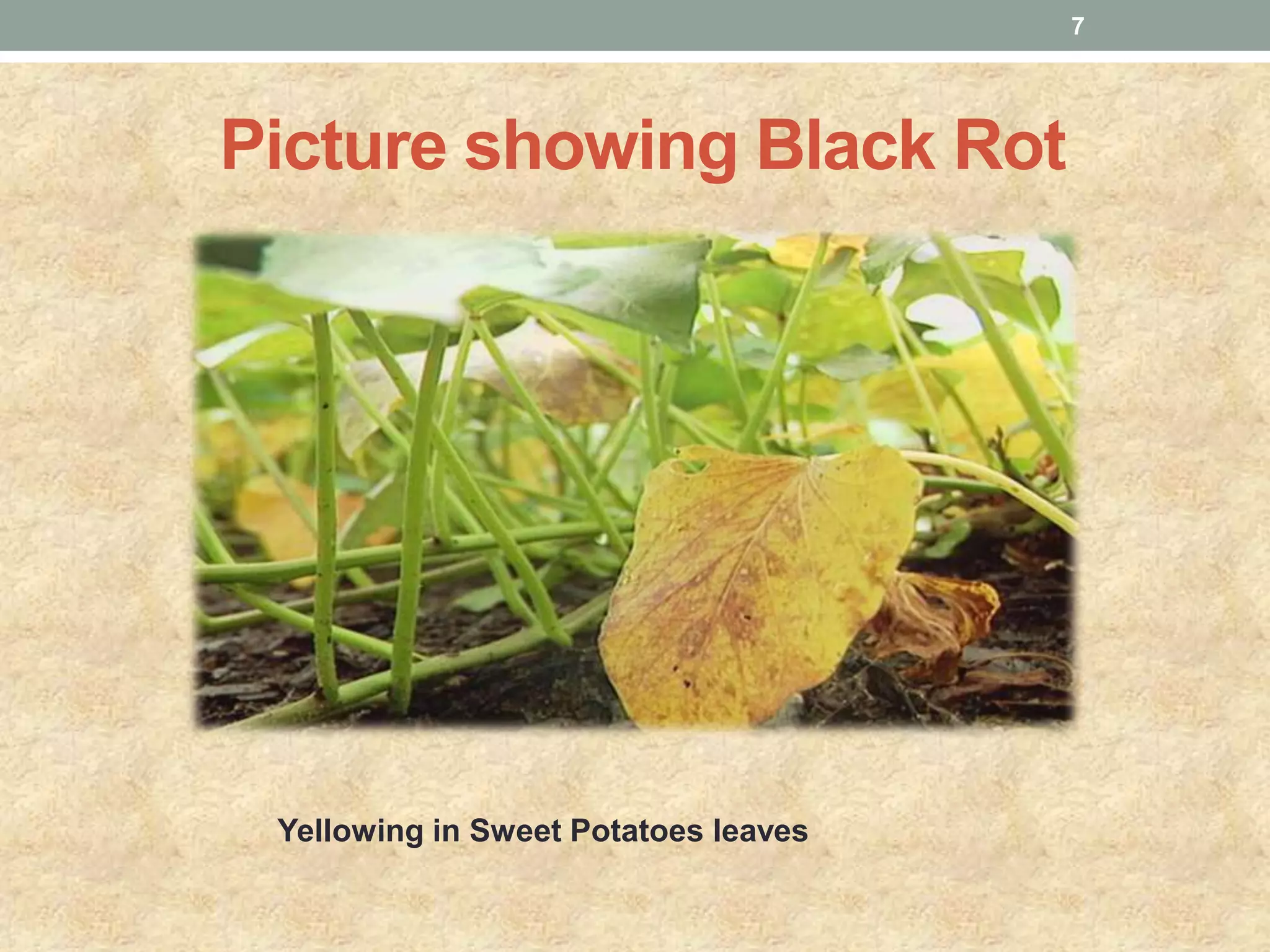 Diseases of sweet potatoes | PPTX