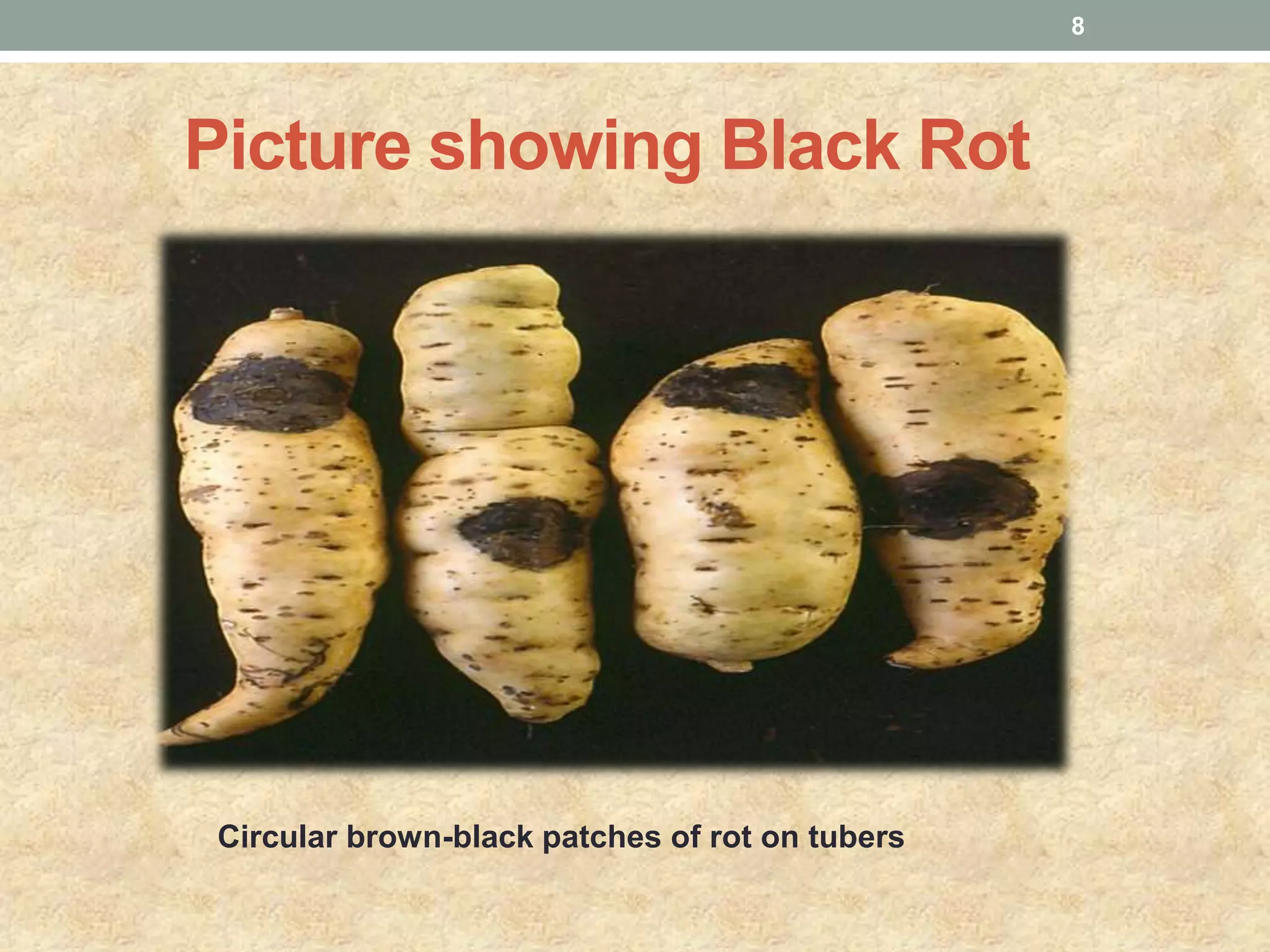 Diseases of sweet potatoes | PPTX