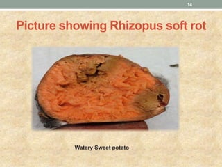 Diseases of sweet potatoes | PPTX