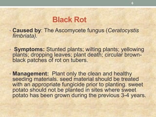 Diseases of sweet potatoes | PPTX