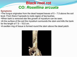 Diseases of tea | PPTX