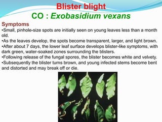 Diseases of tea | PPTX