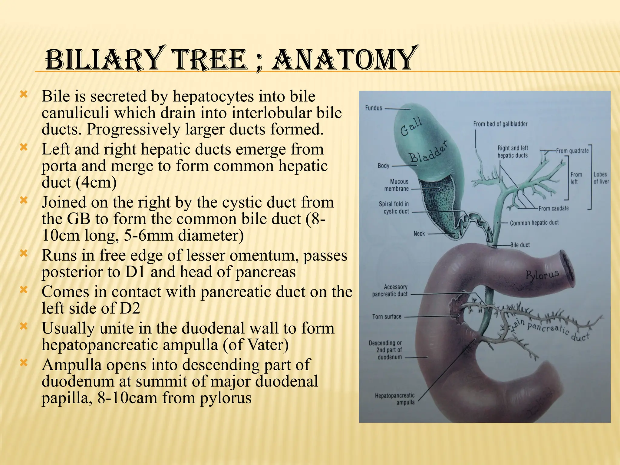Diseases of the BILIARY SYSTEM 6th year..pptx