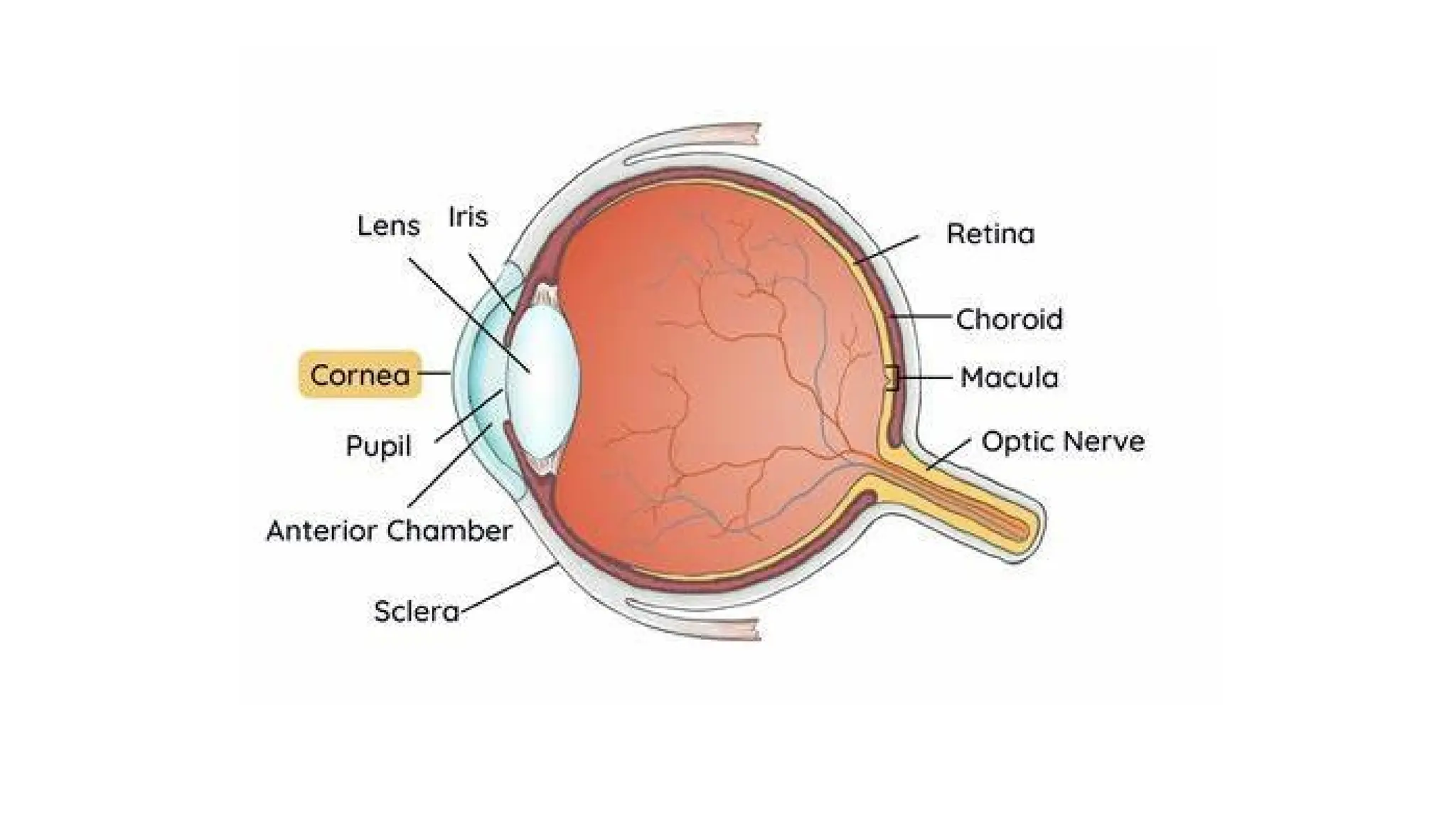 DISEASES OF THE CORNEA PH internal of the eye(1).pptx