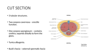 DISEASES OF THE FORESKIN and their management | PPTX