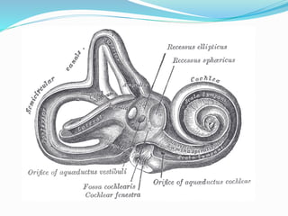 Diseases of the inner ear | PPTX