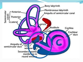 Diseases of the inner ear | PPTX