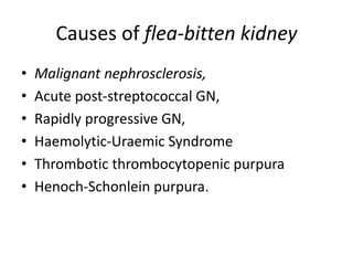 Flea Bitten Kidney