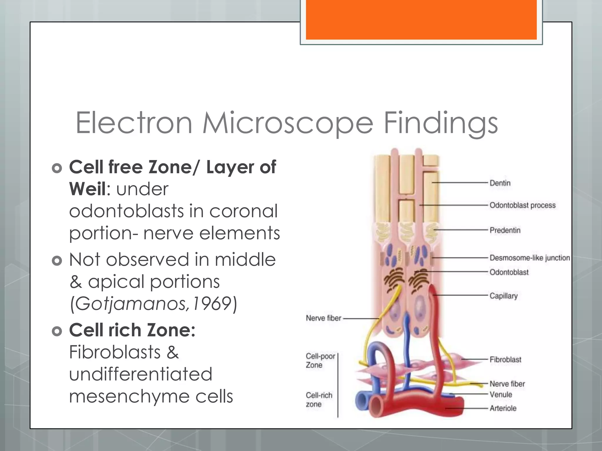 Diseases of the pulp:Part 1- Development, Physiology, Histology of ...