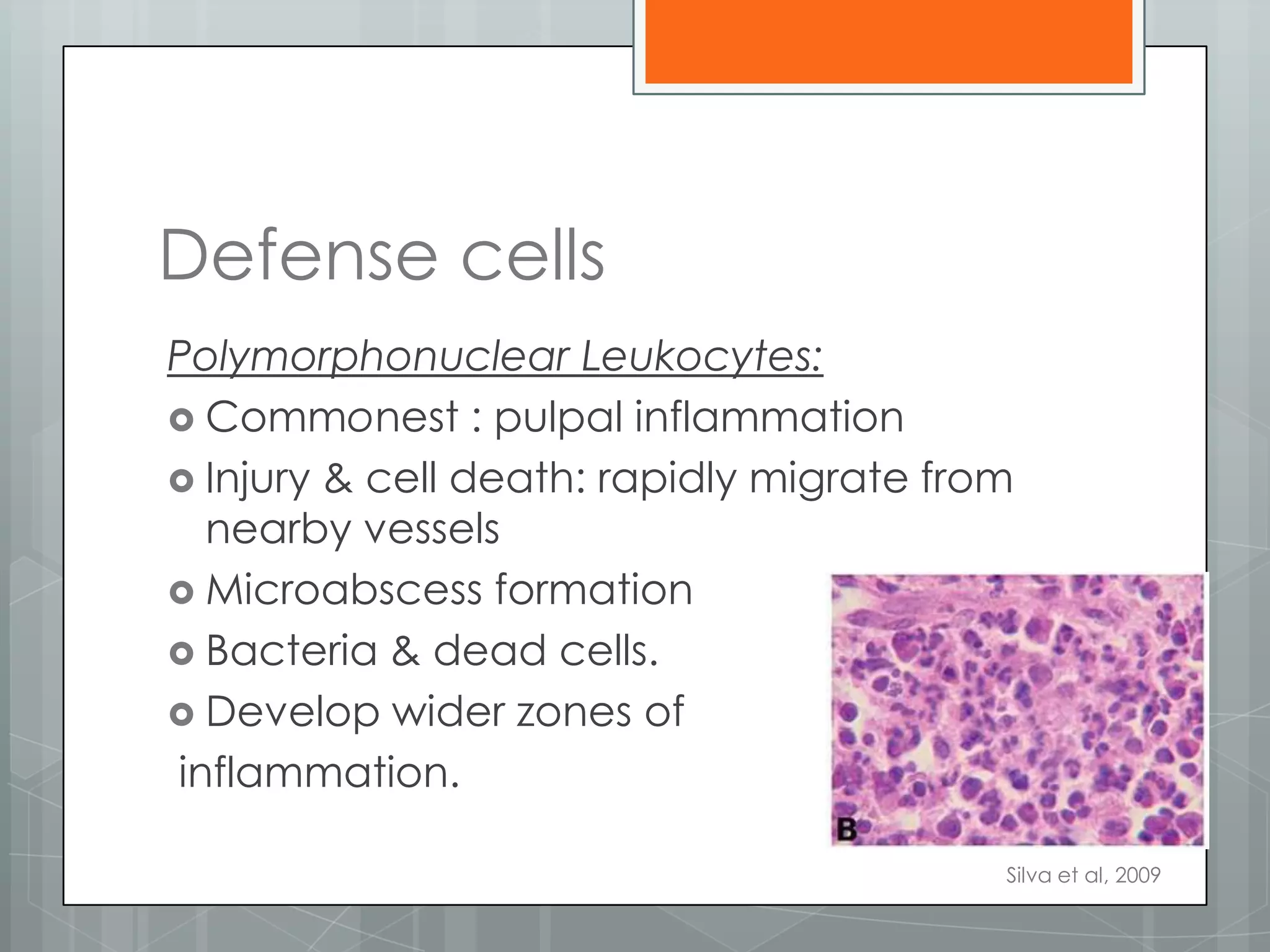 Diseases of the pulp:Part 1- Development, Physiology, Histology of ...