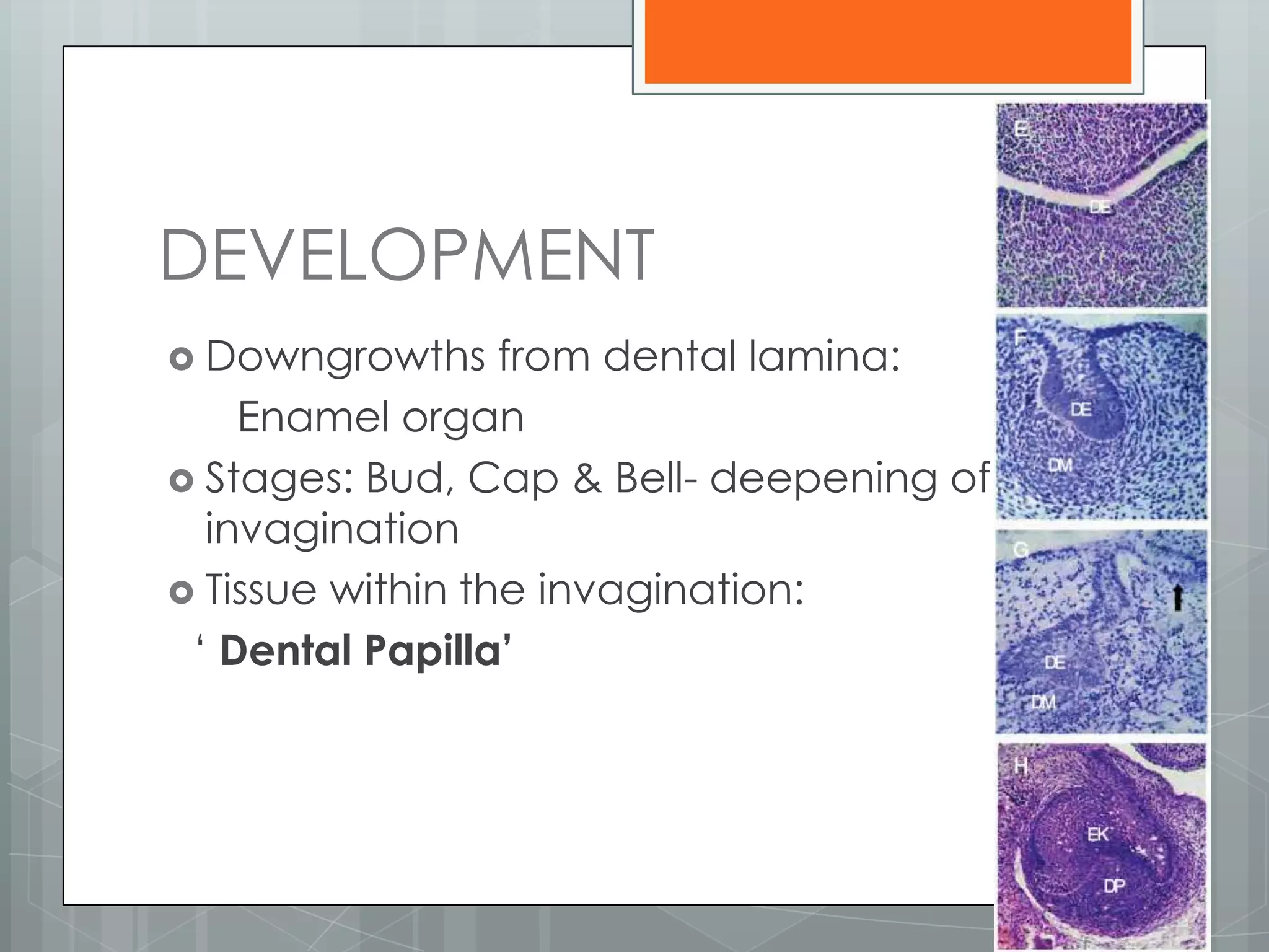 Diseases of the pulp:Part 1- Development, Physiology, Histology of ...