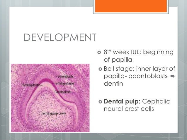 Diseases of the pulp:Part 1- Development, Physiology, Histology of De…