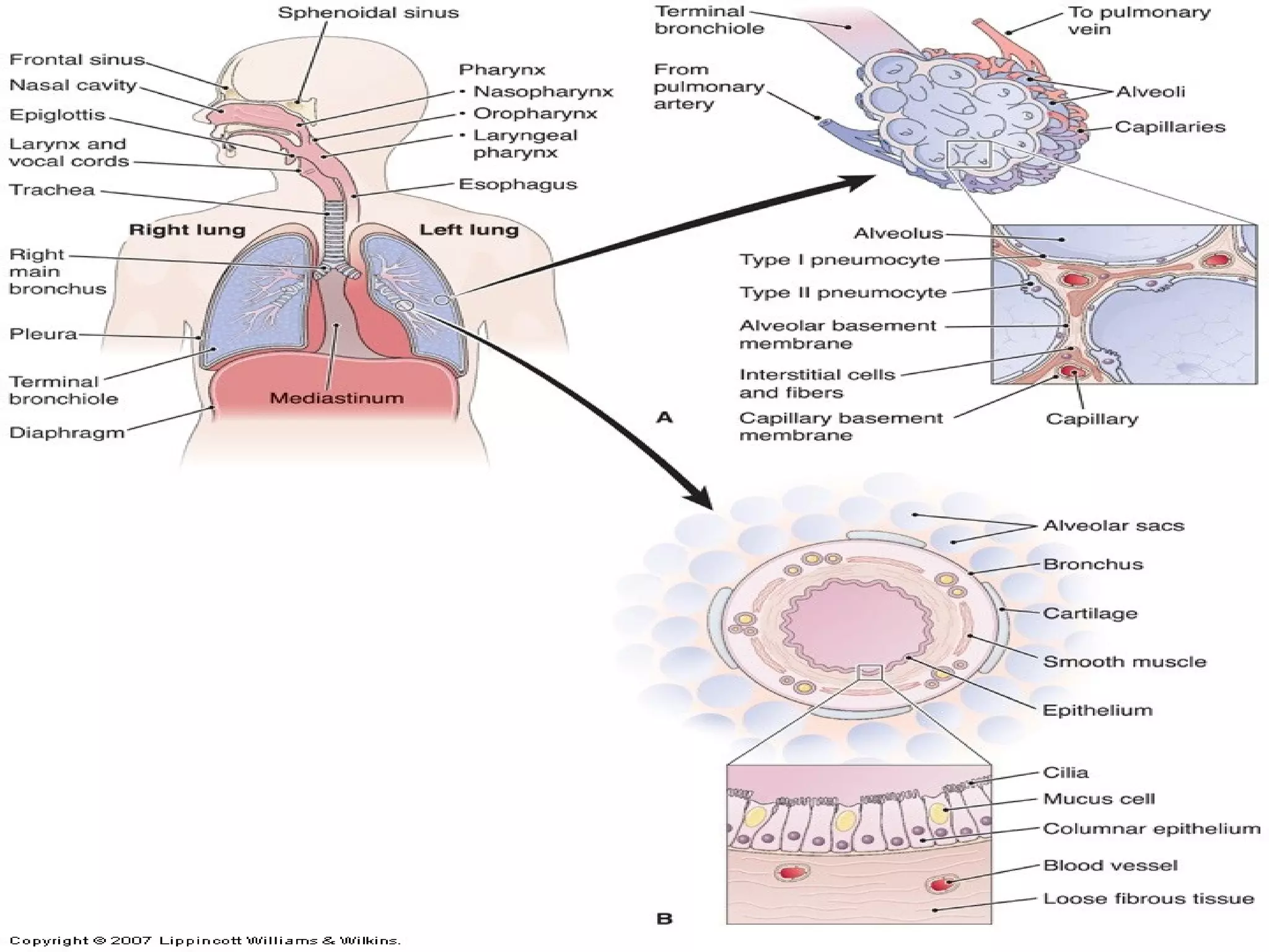 Diseases of the respiratory system | PPT