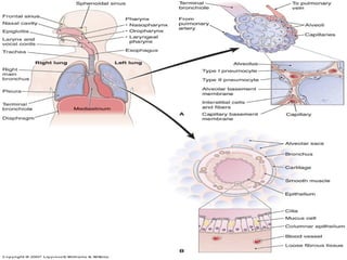 Diseases of the respiratory system | PPT