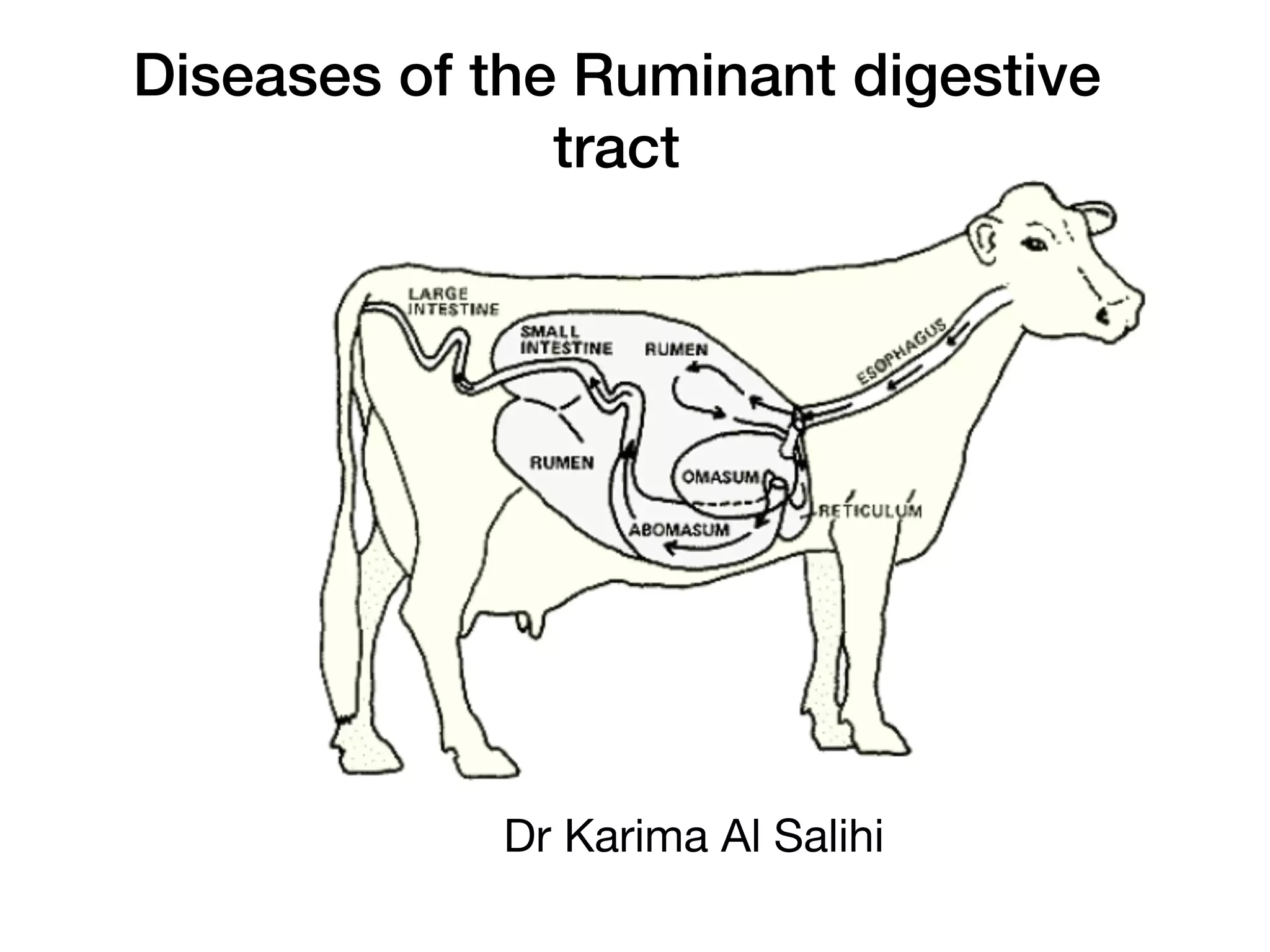 Diseases of the ruminant digestive tract | PDF