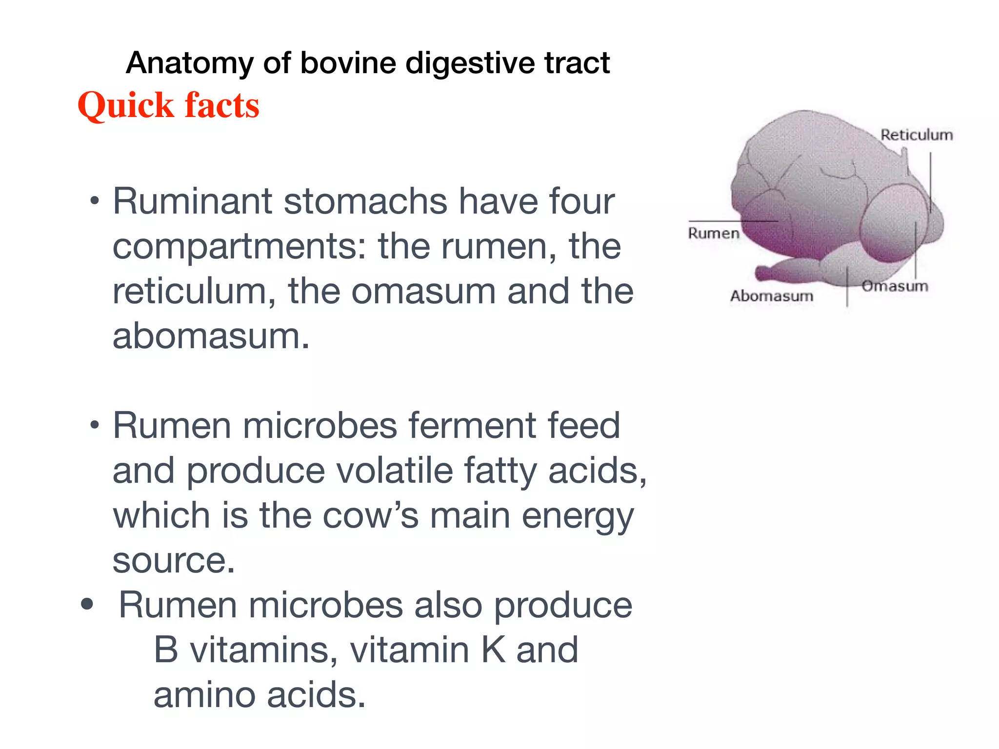 Diseases of the ruminant digestive tract | PDF