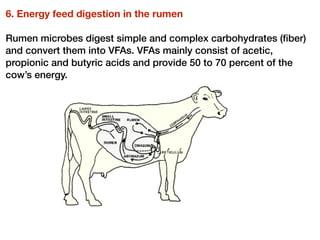 Diseases of the ruminant digestive tract | PDF