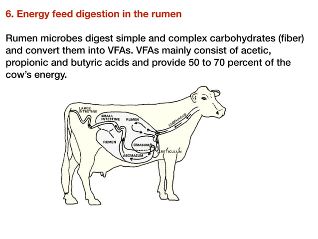 Diseases of the ruminant digestive tract | PDF