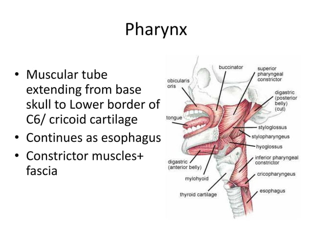 Diseases of the throat by Dr. Kavitha Ashok Kumar MSU Malaysia | PDF | Ear, Nose and Throat ...