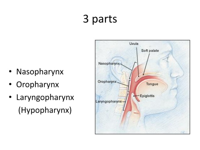 Diseases of the throat by Dr. Kavitha Ashok Kumar MSU Malaysia | PDF | Ear, Nose and Throat ...