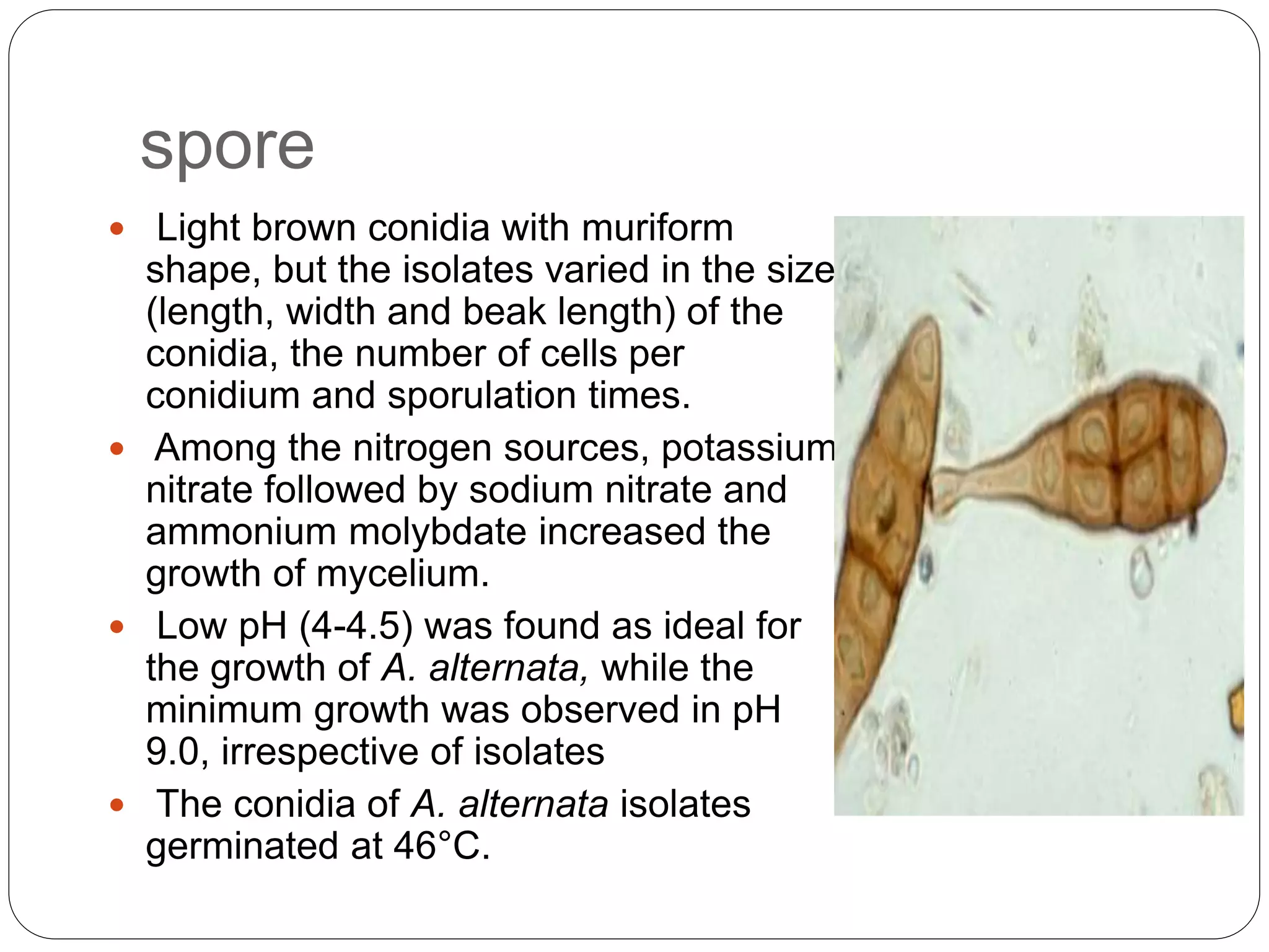 Diseases of tomato | PPTX