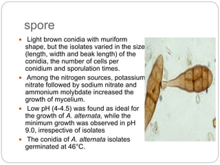 Diseases of tomato | PPTX