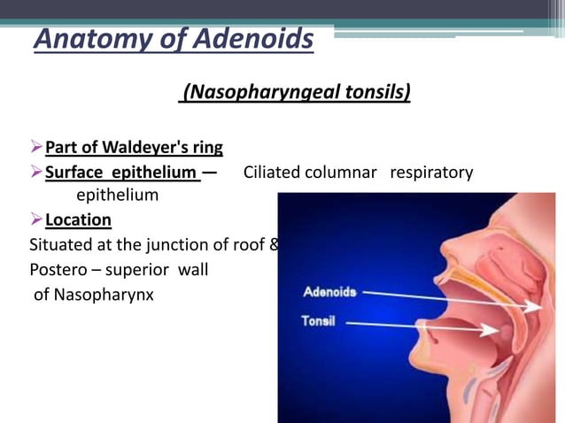 Diseases of tonsils and adenoids | PPTX | Ear, Nose and Throat Conditions | Diseases and Conditions