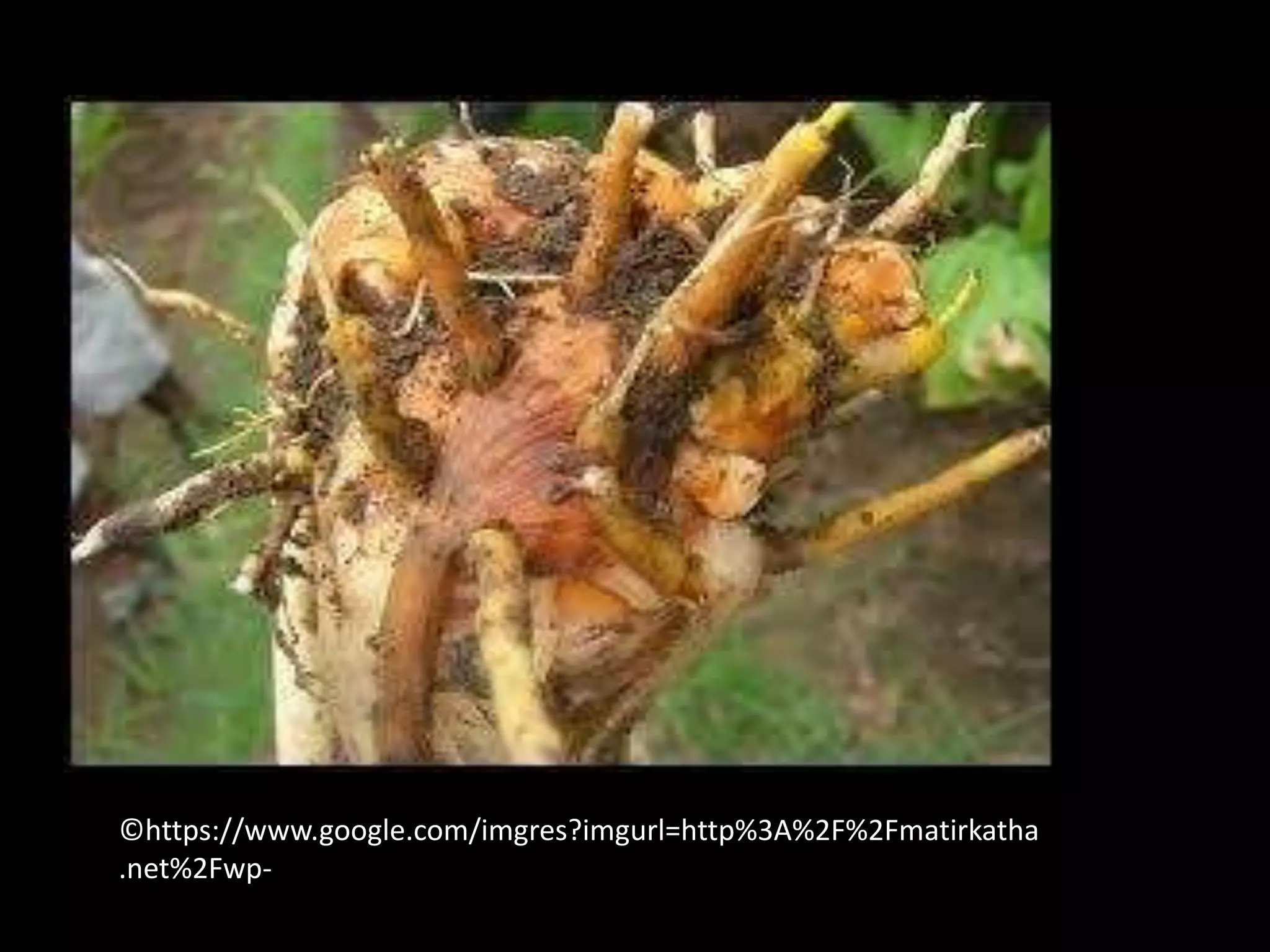 Diseases of turmeric | PPTX