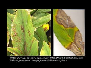 Diseases of turmeric | PPTX