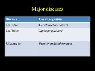 Diseases of turmeric | PPTX