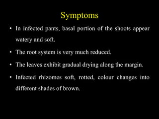 Diseases of turmeric | PPTX