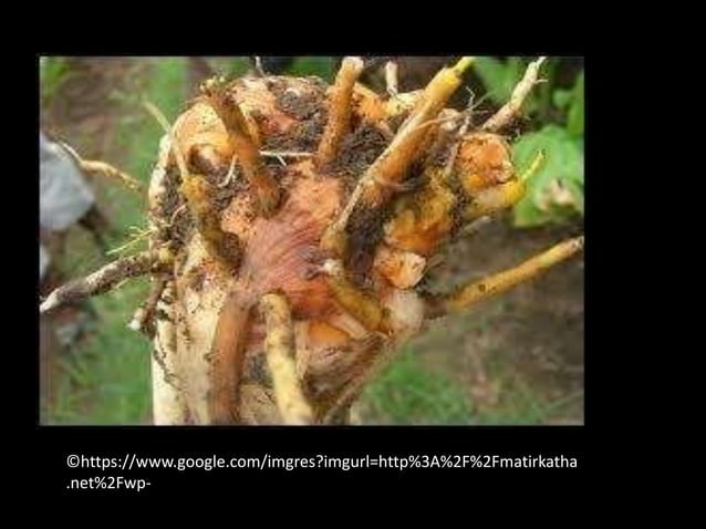 Diseases of turmeric | PPTX