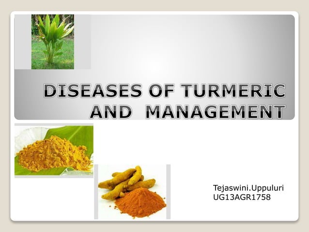 Diseases of turmeric and management | PPTX