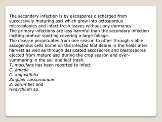 Diseases of turmeric and management | PPTX