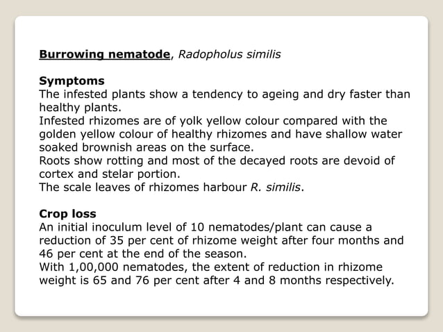 Diseases of turmeric and management | PPTX