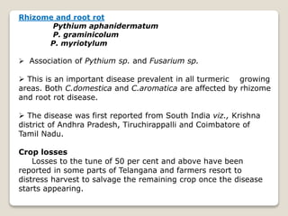 Diseases of turmeric and management | PPTX