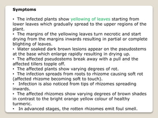Diseases of turmeric and management | PPTX