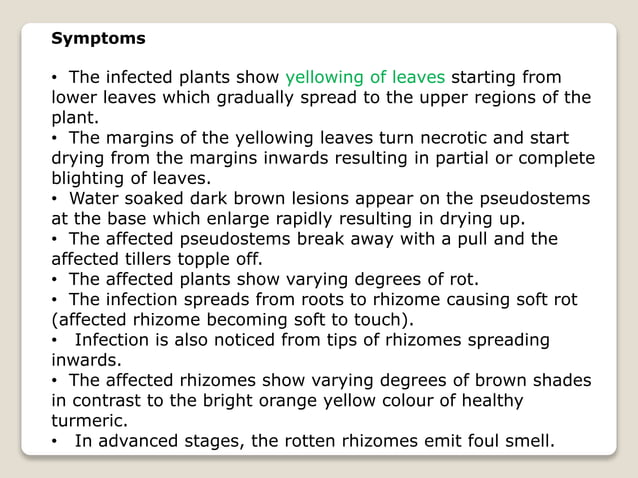 Diseases of turmeric and management | PPTX