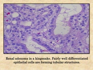 Diseases of urinary system of zoo and wild animals | PPT