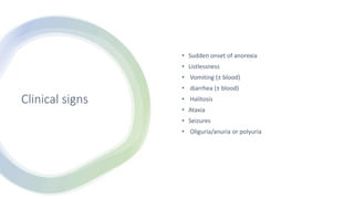 DISEASES RELATED TO URINARY SYSTEM IN RUMINANT ANIMAL | PPTX