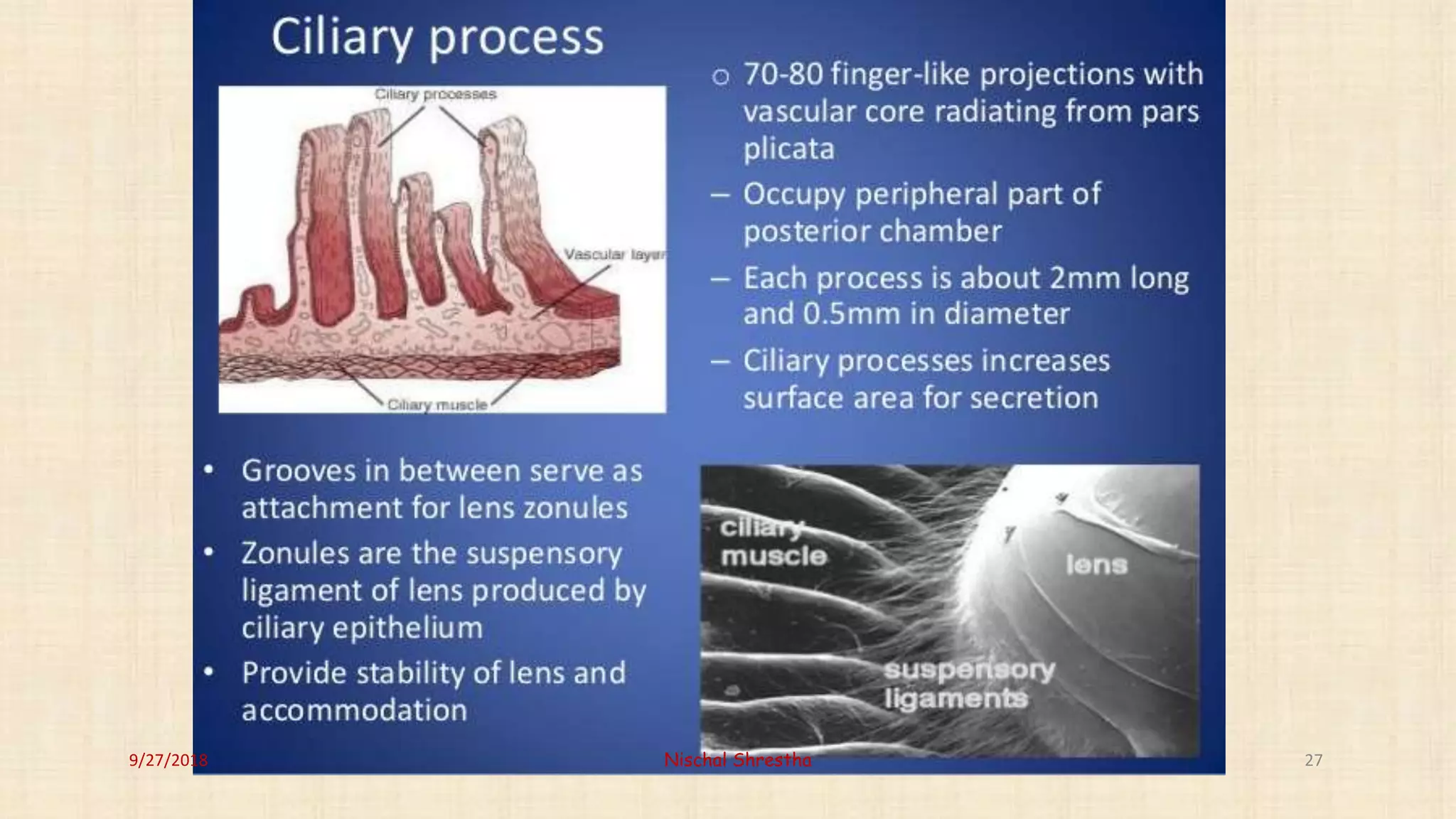 Anatomy of uveal tract- ophthalmology | PPTX