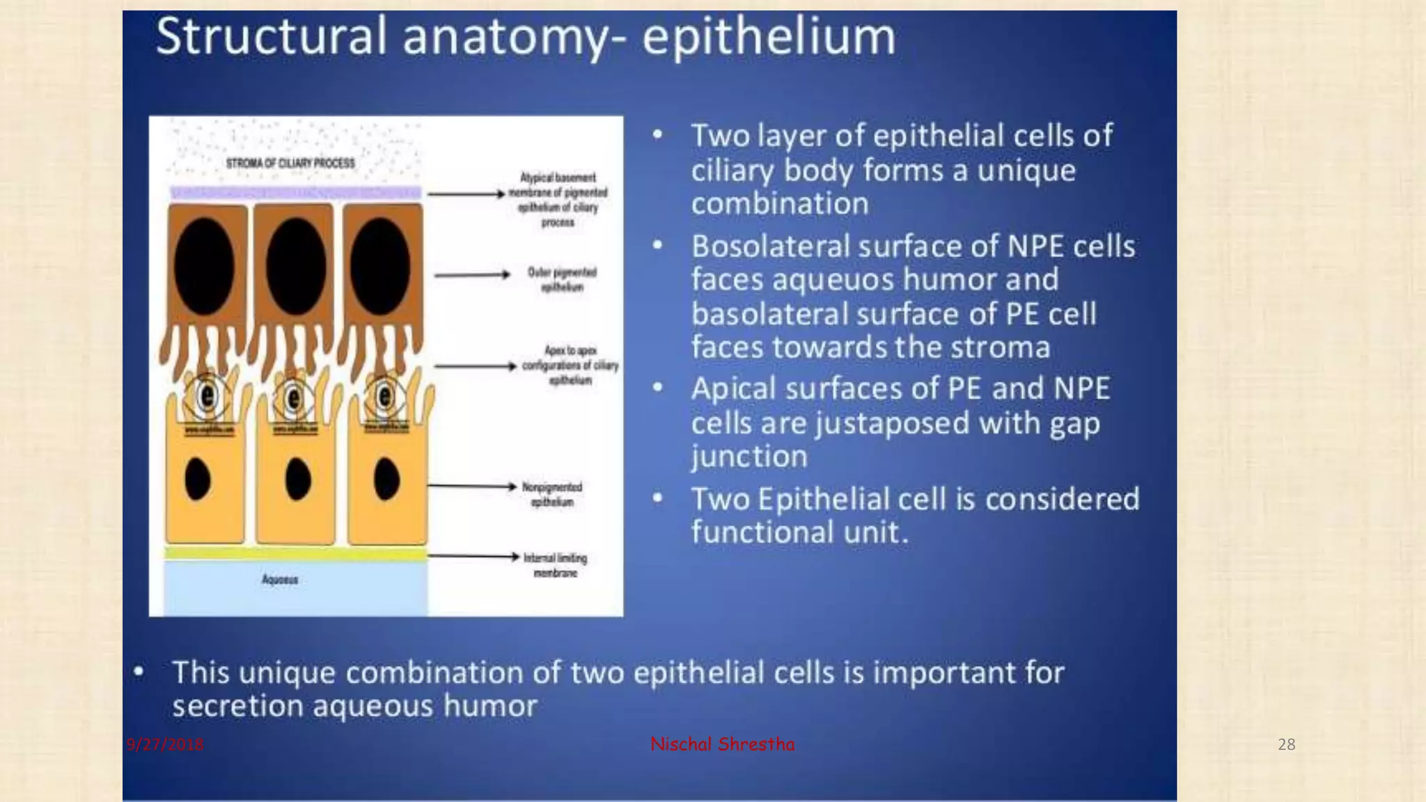 Anatomy of uveal tract- ophthalmology | PPTX