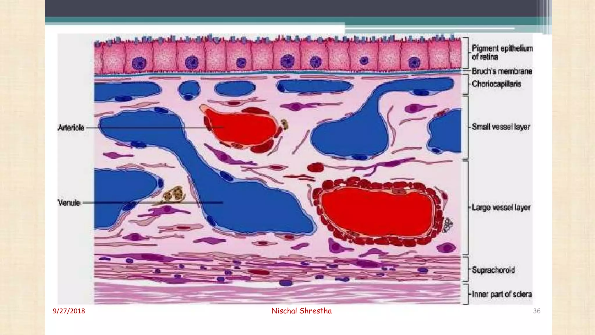 Anatomy of uveal tract- ophthalmology | PPTX