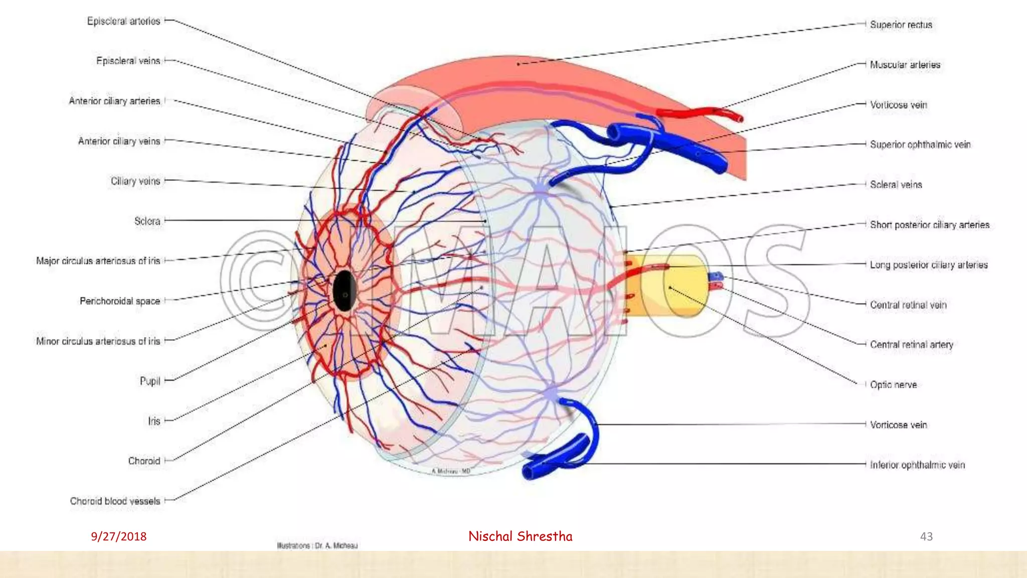 Anatomy of uveal tract- ophthalmology | PPTX
