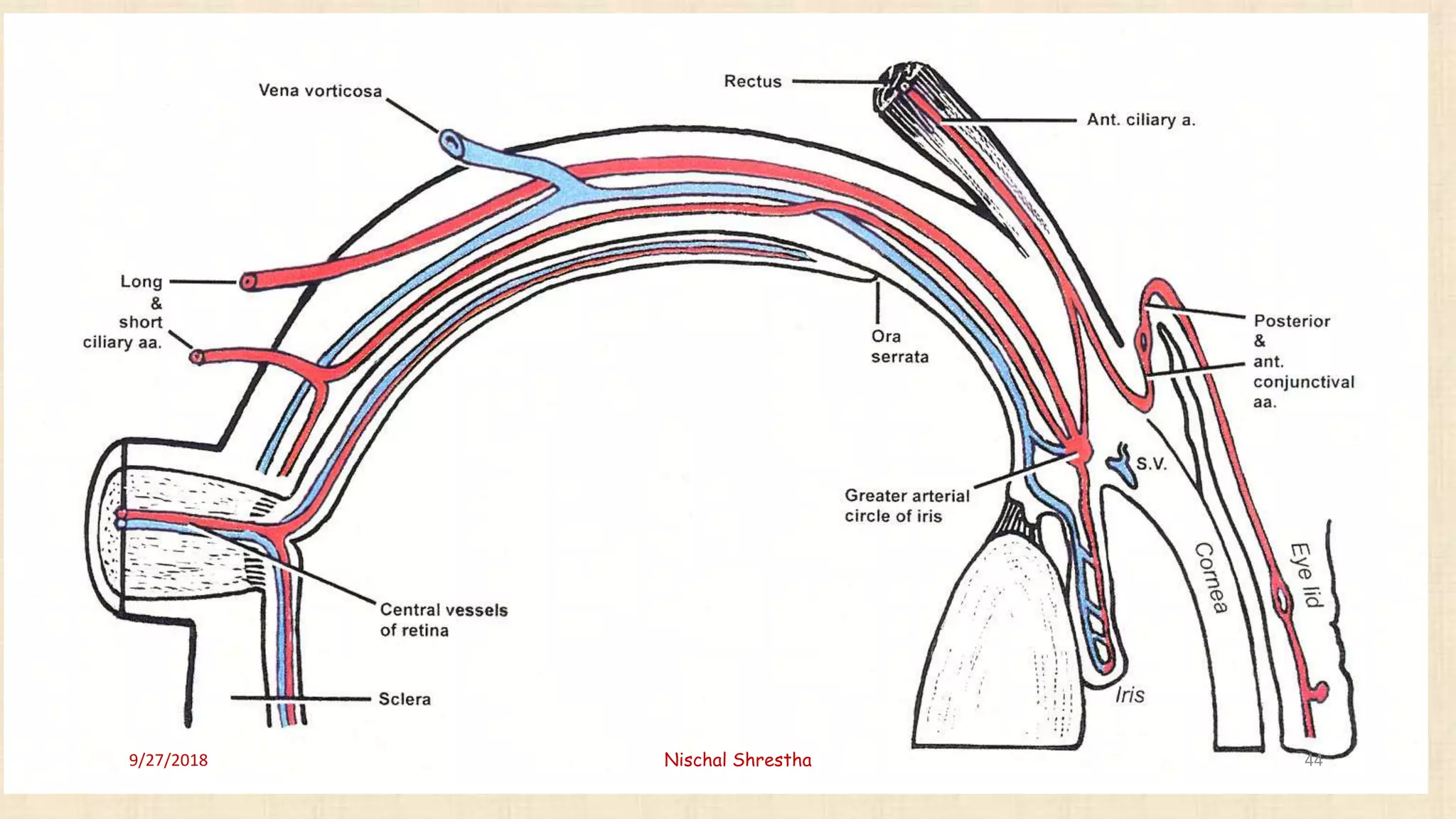 Anatomy of uveal tract- ophthalmology | PPT