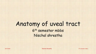 Anatomy of uveal tract- ophthalmology | PPTX