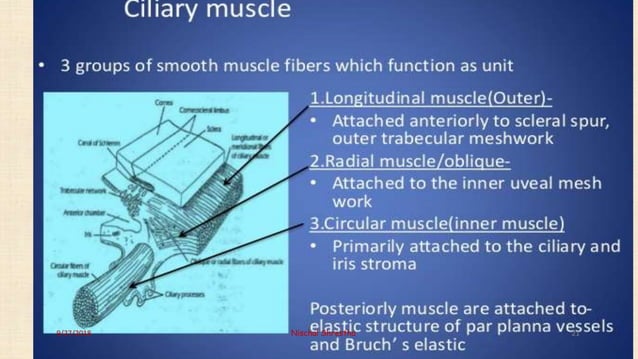 Anatomy of uveal tract- ophthalmology | PPTX | Eye and Vision ...