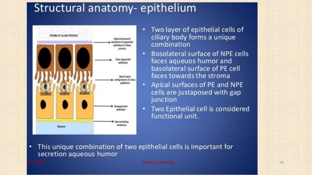 Anatomy of uveal tract- ophthalmology | PPTX | Eye and Vision ...